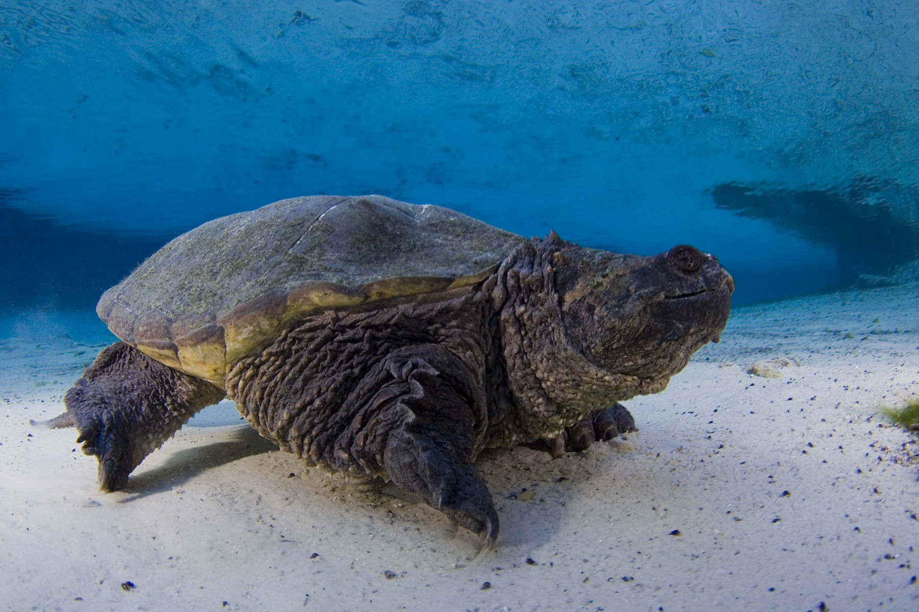 David Schrichte_Common Snapping Turtle at 3 Sisters Springs-2 – Florida ...