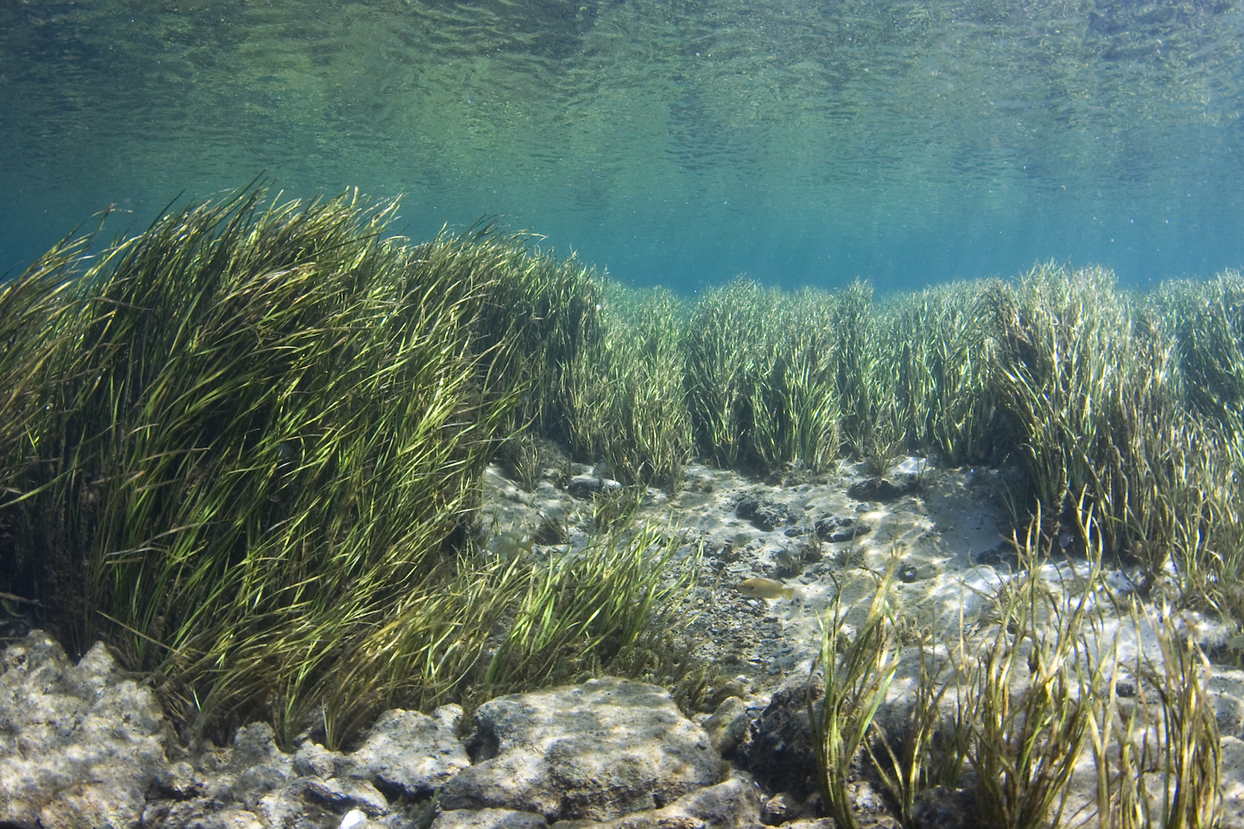 David Schrichte_Eel Grass on Rainbow River-4 – Florida Springs Institute