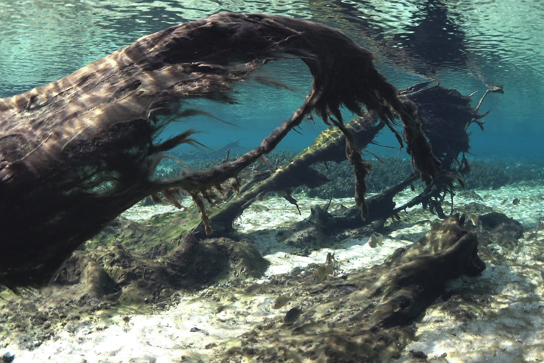 David Schrichte_Invasive Algae, Alexander Springs-1 – Florida Springs ...