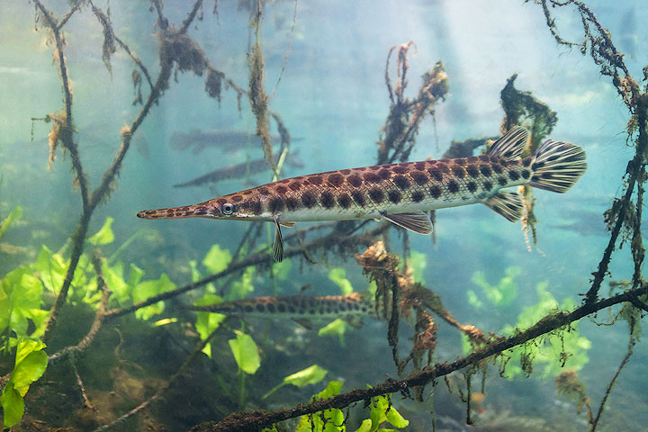 Florida Gar – Florida Springs Institute