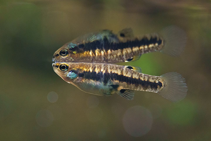 Least Killifish – Florida Springs Institute