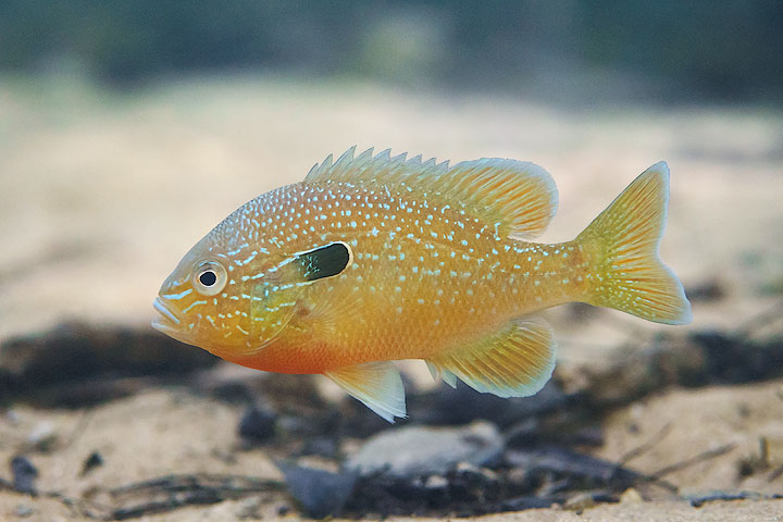 Longear Sunfish – Florida Springs Institute