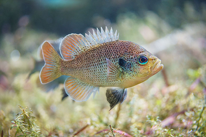 Spotted Sunfish – Florida Springs Institute