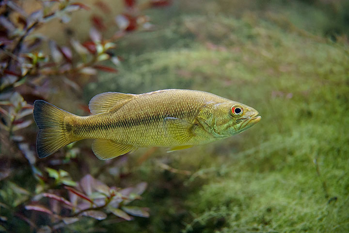 Suwannee Bass – Florida Springs Institute