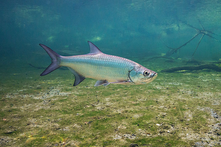Tarpon – Florida Springs Institute