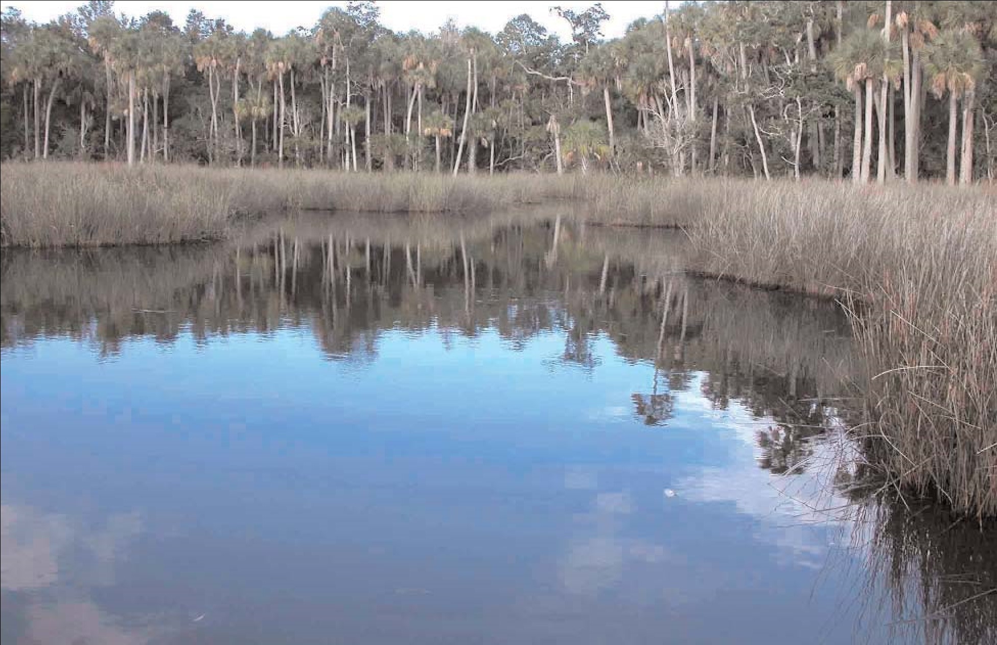 Aripeka1_Hernando – Florida Springs Institute