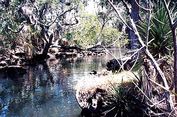 SaltSpring1_Pasco – Florida Springs Institute