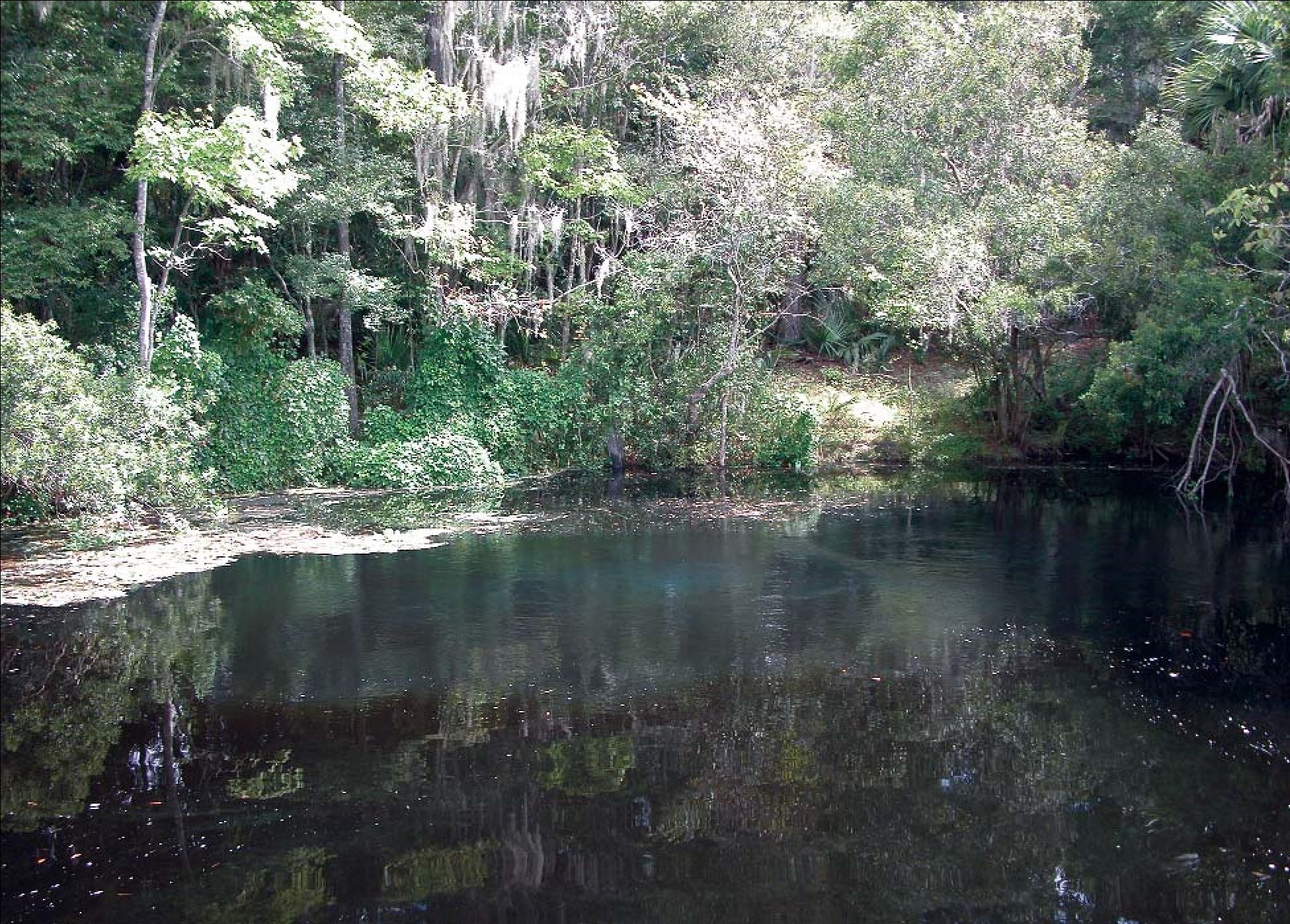 WelakaSpring_Putnam – Florida Springs Institute