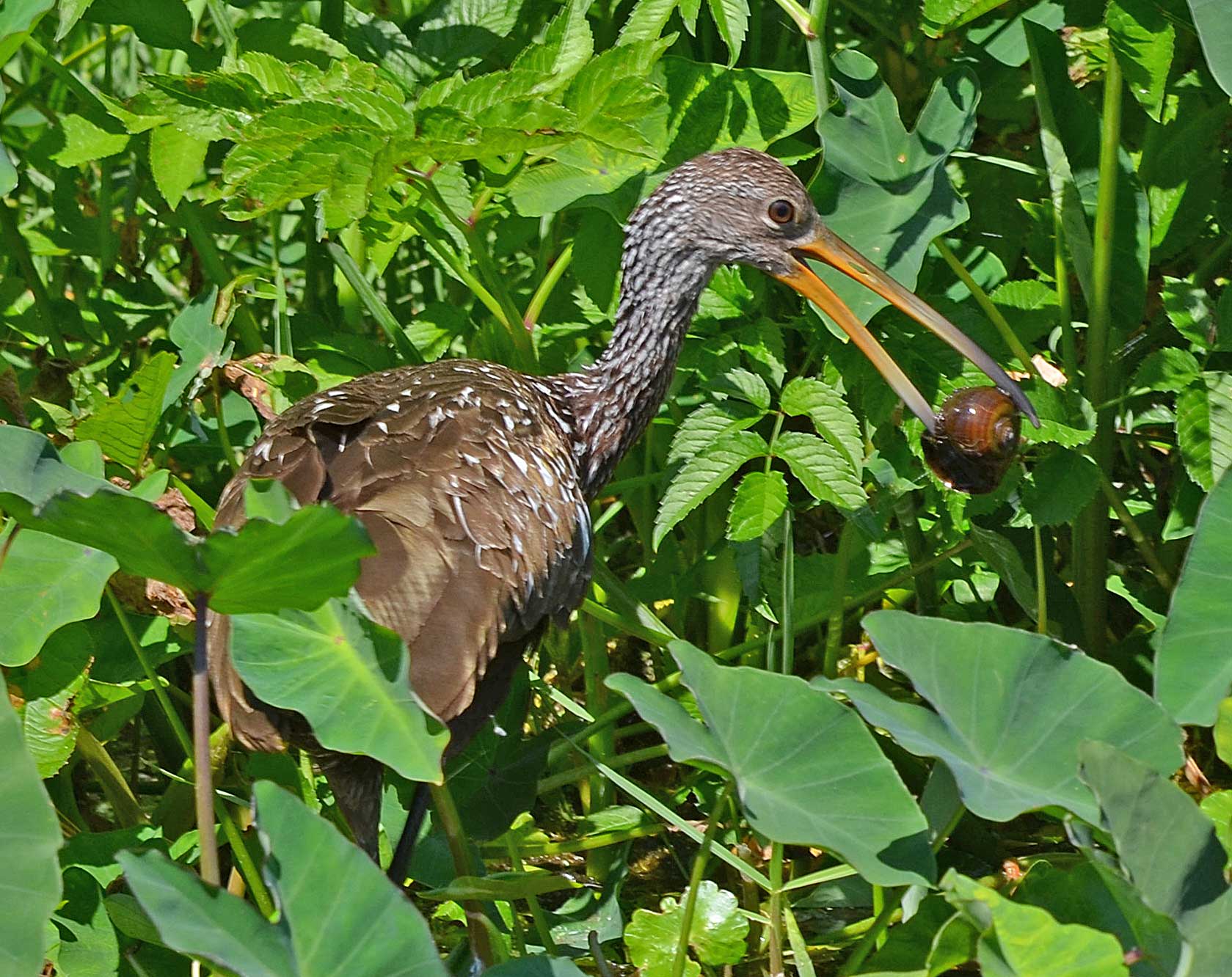 Limpkin-w-snail – Florida Springs Institute