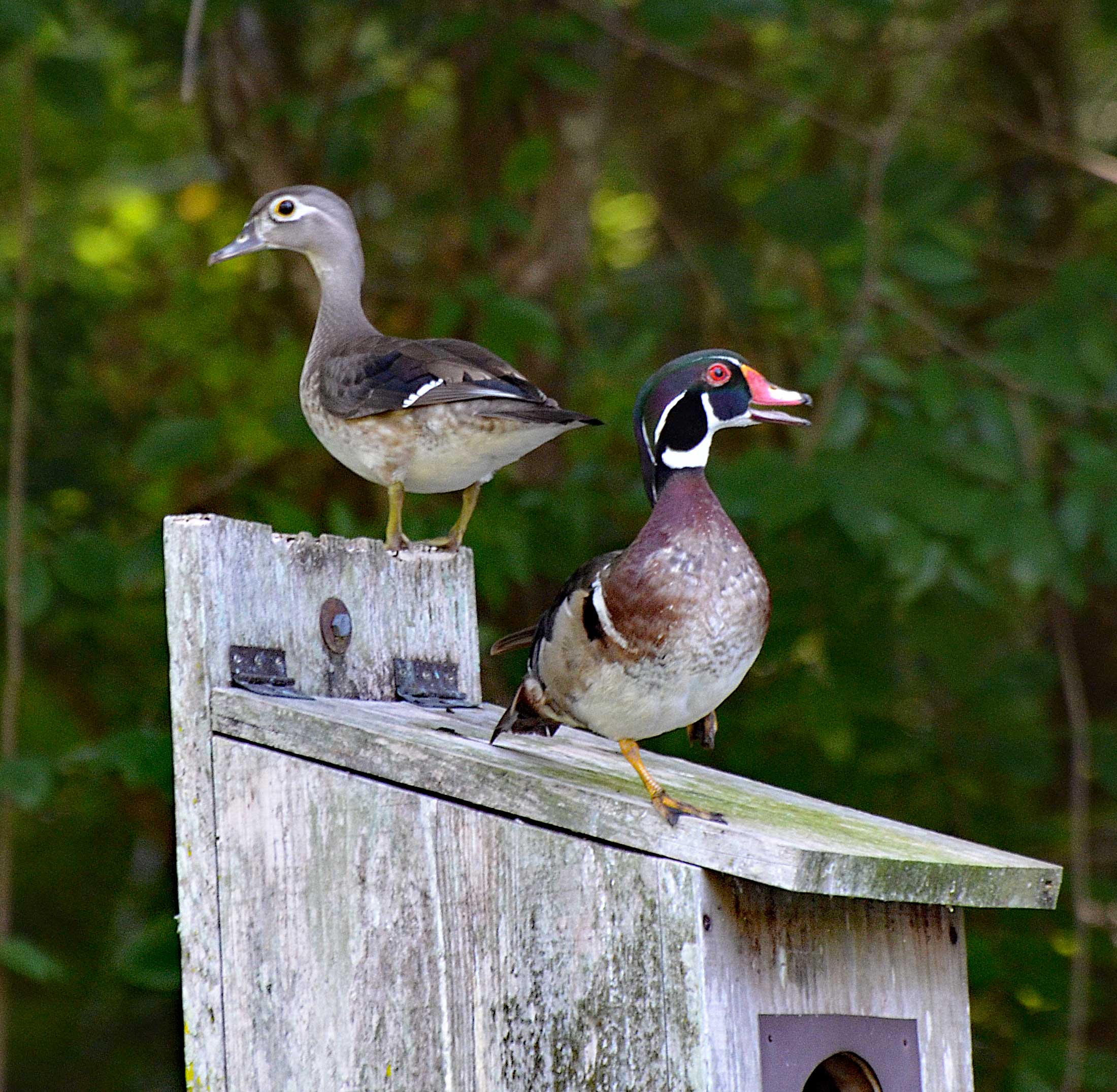 Wood-ducks-2 – Florida Springs Institute