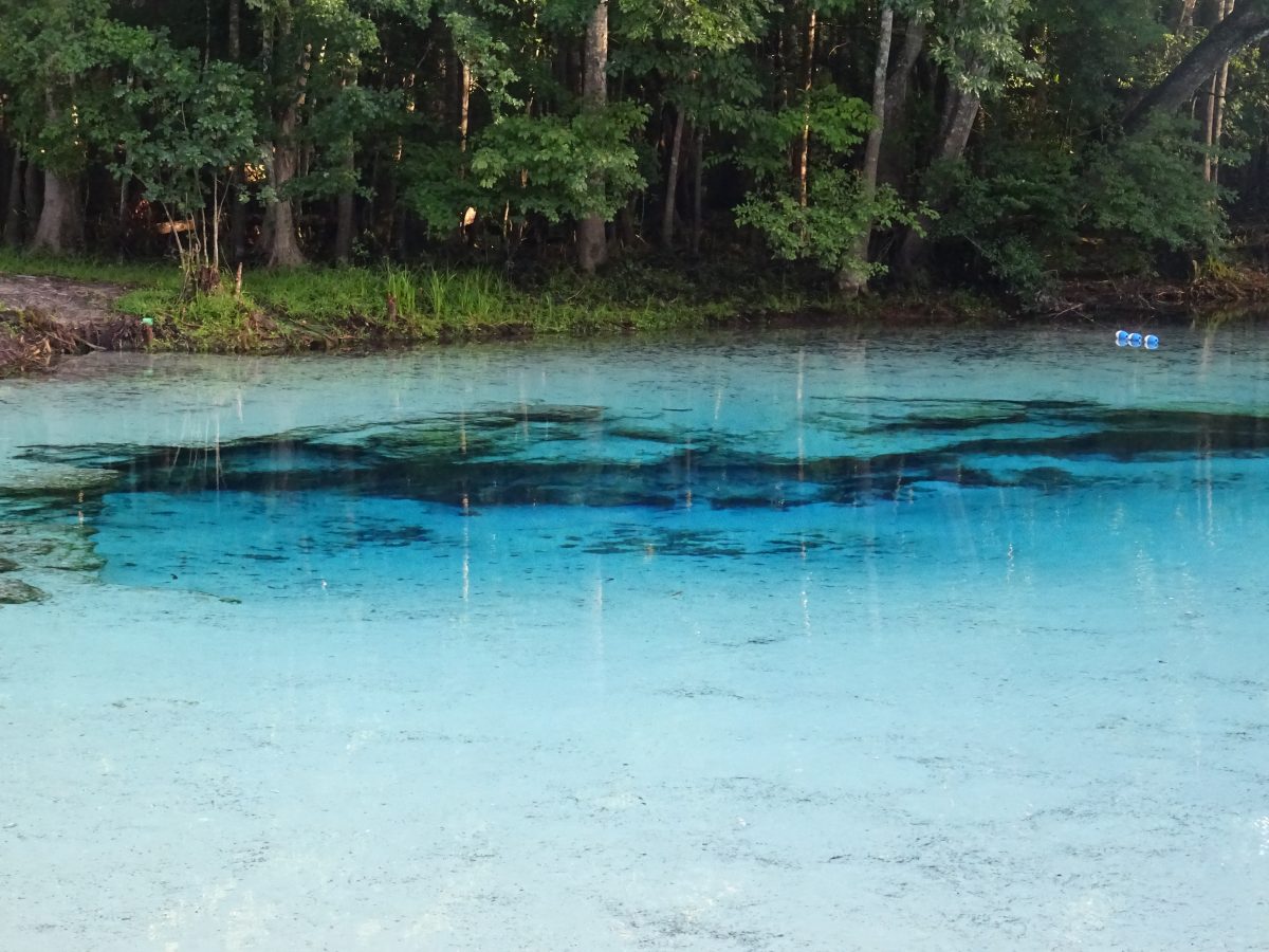 29a Gilchrist Blue – Florida Springs Institute